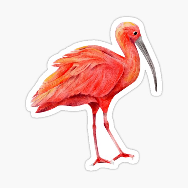 "Scarlet ibis" Sticker by DisobeyTees | Redbubble