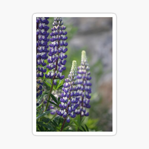 "Lupin" Sticker for Sale by SeaverN | Redbubble