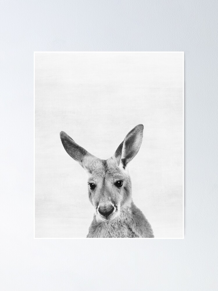 Drawing & Illustration Poster Kangaroo Digital etna.com.pe