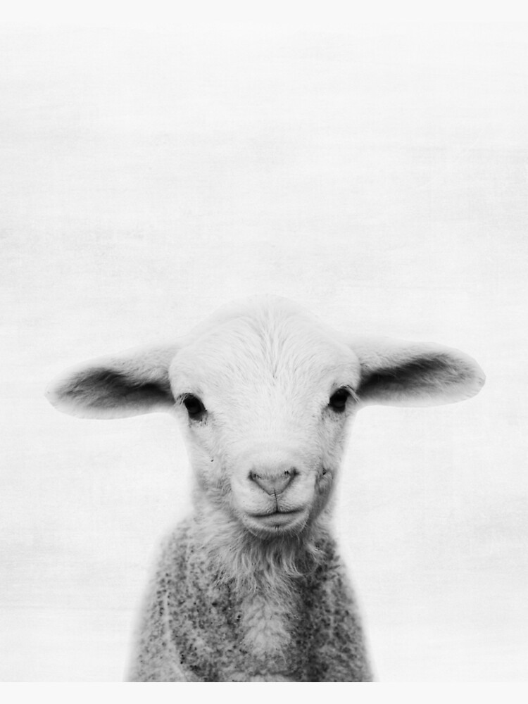 "Lamb" Canvas Print for Sale by juliaemelian | Redbubble