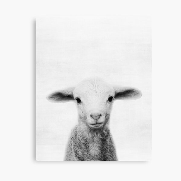 "Lamb" Canvas Print for Sale by juliaemelian | Redbubble