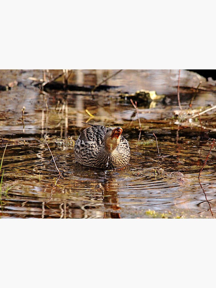 "Just Ducky" Sticker for Sale by debop | Redbubble