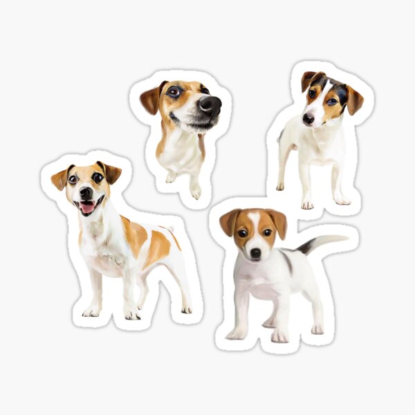 "Jack Russell Terrier dogs " Sticker for Sale by katiii126 | Redbubble