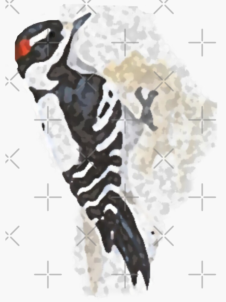 "DOWNY WOODPECKER " Sticker by coffeecountyjim | Redbubble