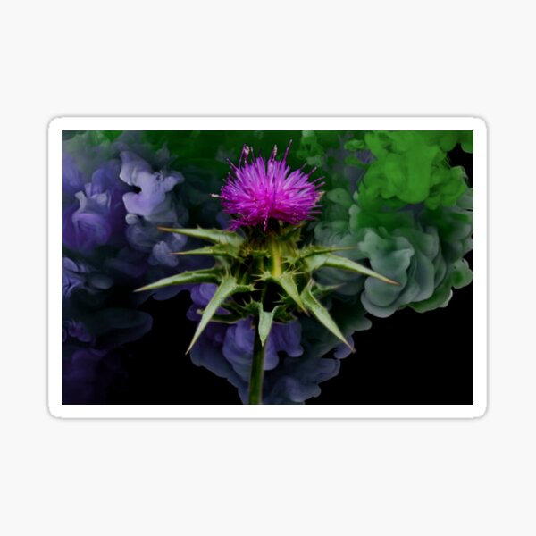 "Milk Thistle Wall Art" Sticker by Westifornia | Redbubble