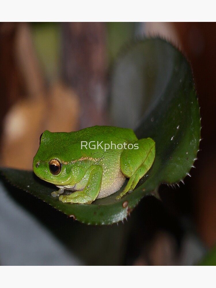 "The Australian Green Tree Frog " Sticker for Sale by RGKphotos | Redbubble