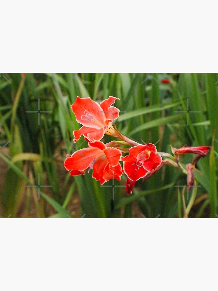 "Red Flowers" Poster for Sale by icrastullo | Redbubble