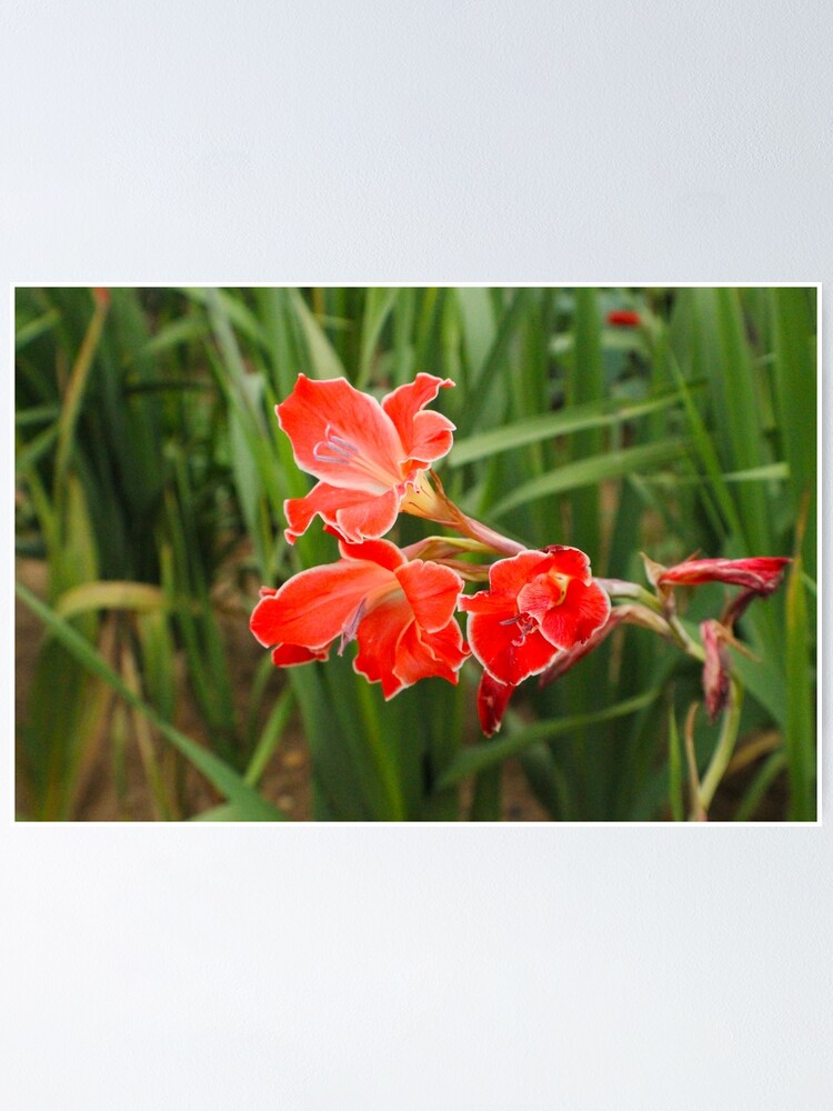 "Red Flowers" Poster for Sale by icrastullo | Redbubble