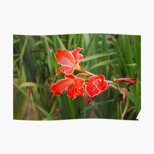 "Red Flowers" Poster for Sale by icrastullo | Redbubble