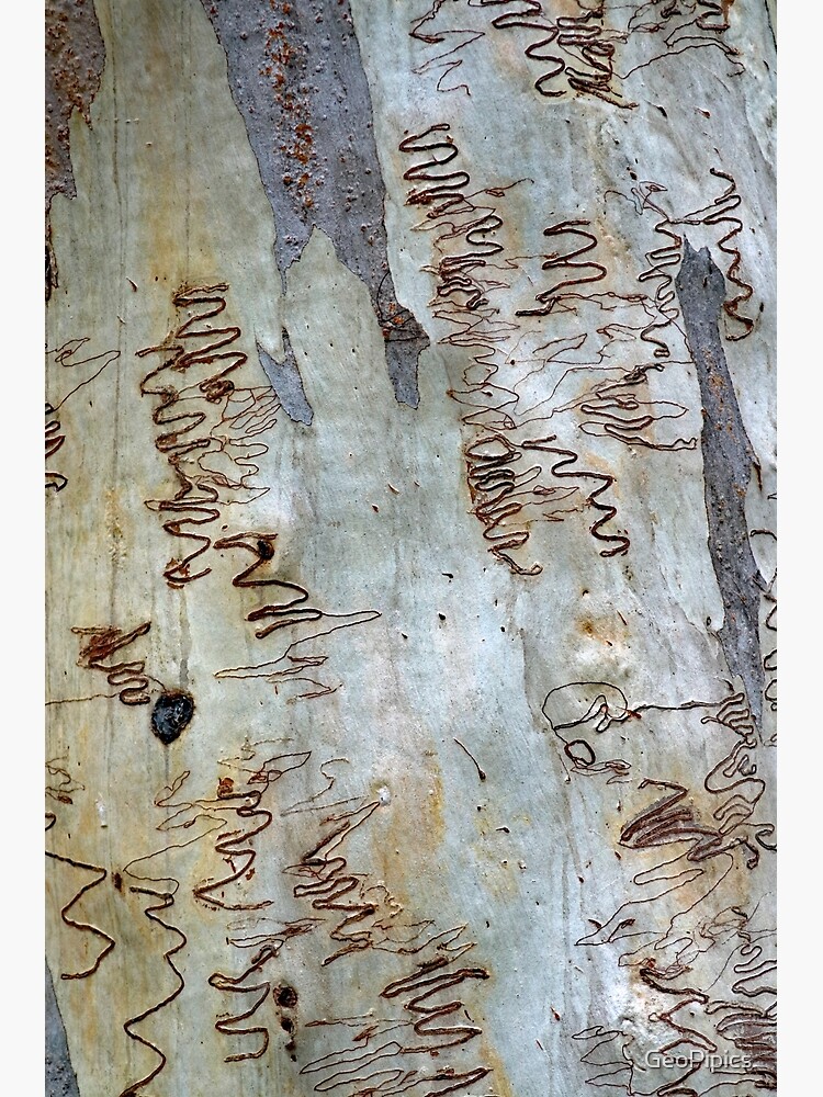 Scribbly bark" Canvas Print for Sale by GeoPipics | Redbubble