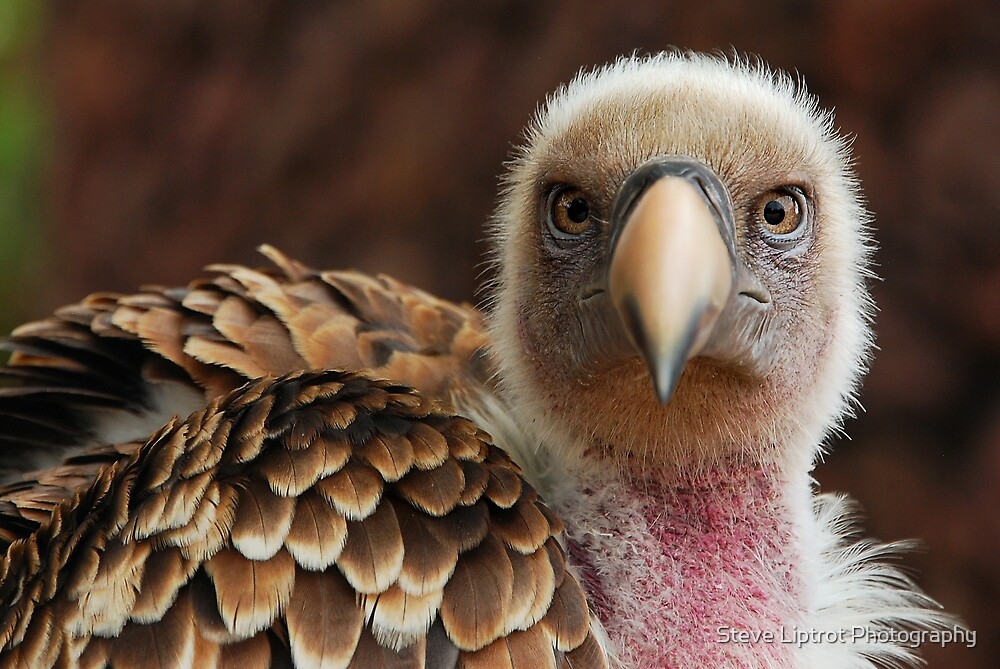 "Griffin Vulture (Gyps fulvus) " by Steve Liptrot Photography | Redbubble
