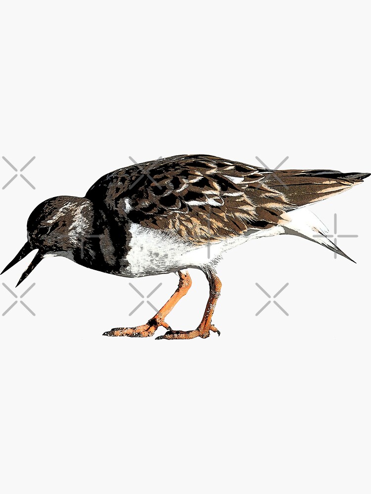 "Ruddy Turnstone Color Print " Sticker for Sale by designsasstultd ...