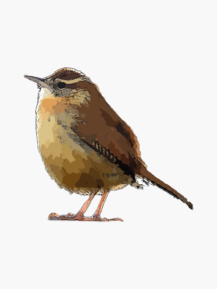 "Carolina Wren Sticker" Sticker for Sale by KxNation | Redbubble