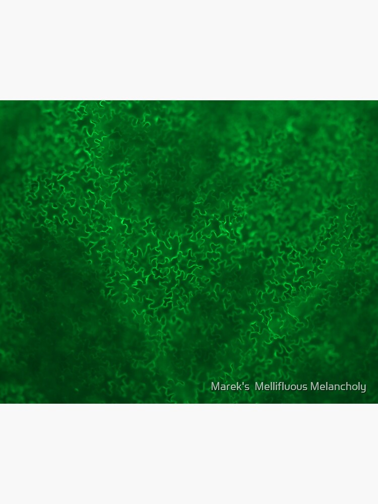 "Leaf cells" Sticker by MarekColeman | Redbubble