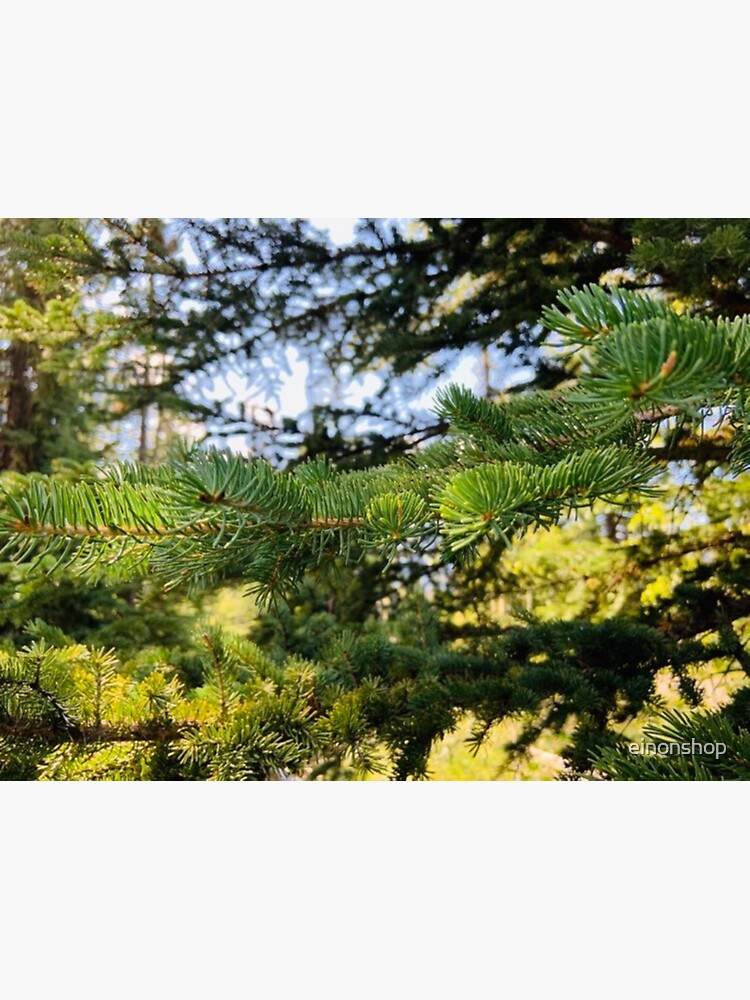"Pine tree leaves at Jasper Rocky Mountain Park" Sticker for Sale by ...