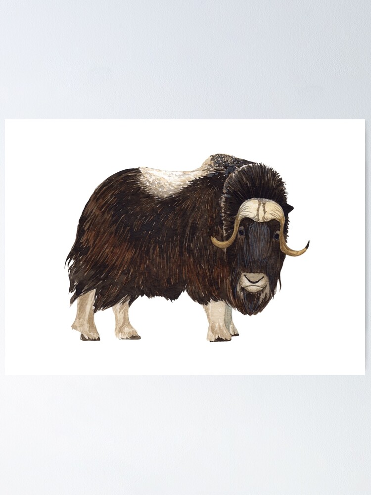 "MUSK OX" Poster by bananaflamingo | Redbubble
