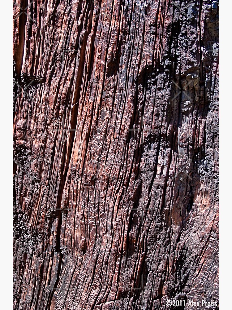 "General Noble Tree - ”Chicago Stump” Detail 3" Sticker by alex4444 ...