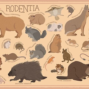 "Rodents Illustration" Poster for Sale by sisnotanartist | Redbubble