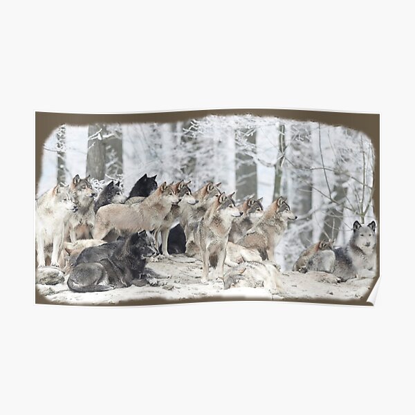 "wolf pack" Poster for Sale by coffeecountyjim | Redbubble