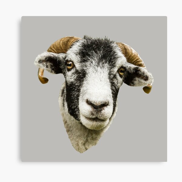 Swaledale Sheep Canvas Prints | Redbubble