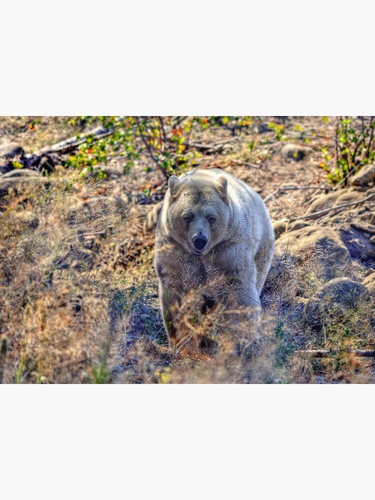 "Spirit of the Bear I" Sticker for Sale by RavenPrints | Redbubble