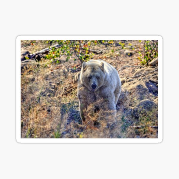 "Spirit of the Bear I" Sticker for Sale by RavenPrints | Redbubble