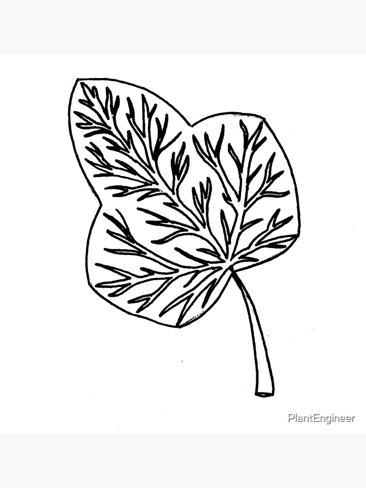 Simple Ivy Drawing