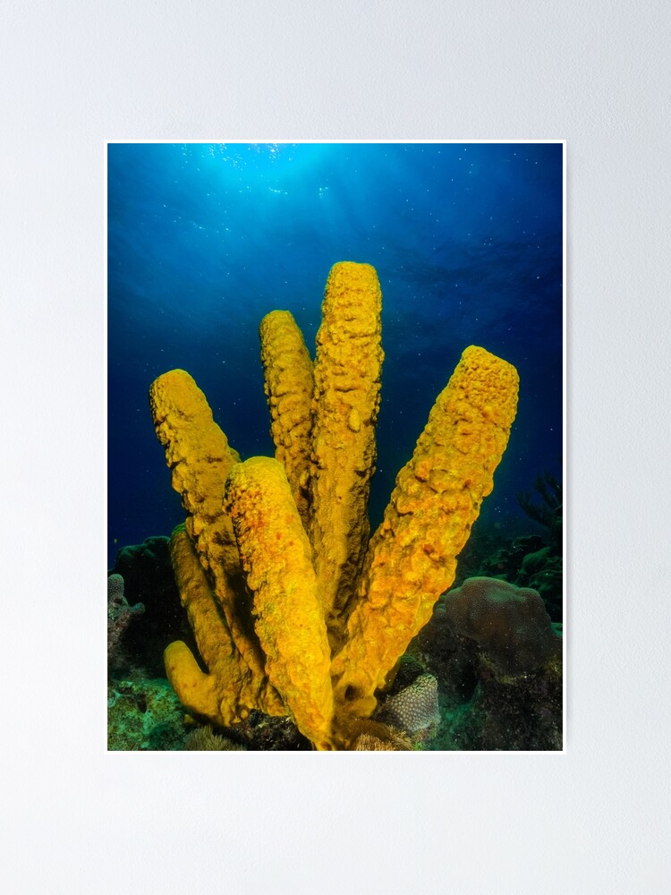 "Yellow Tube Sponge"," Poster for Sale by bluewatercomve | Redbubble