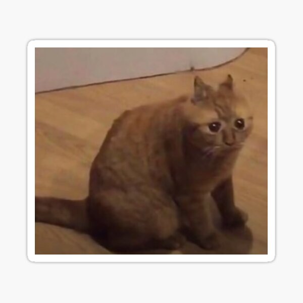 "cursed cat" Sticker for Sale by ana-does-art | Redbubble