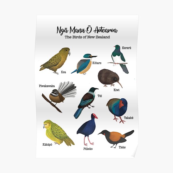 "Birds of New Zealand" Poster for Sale by d00dlesbymel | Redbubble