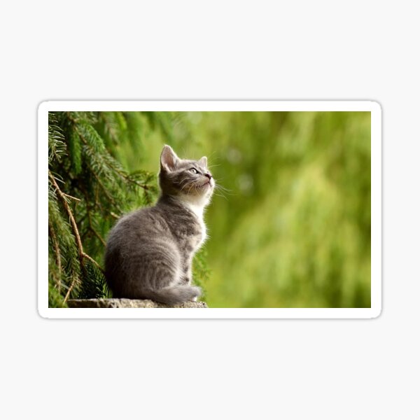 "Cute kitten sitting down " Sticker by Tersem | Redbubble