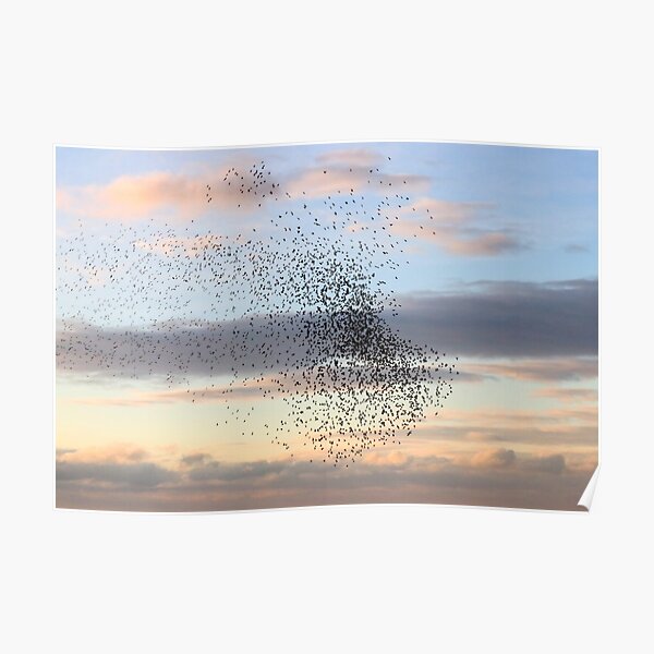 "Starling shapes at dusk" Poster by GreyFeatherPhot | Redbubble