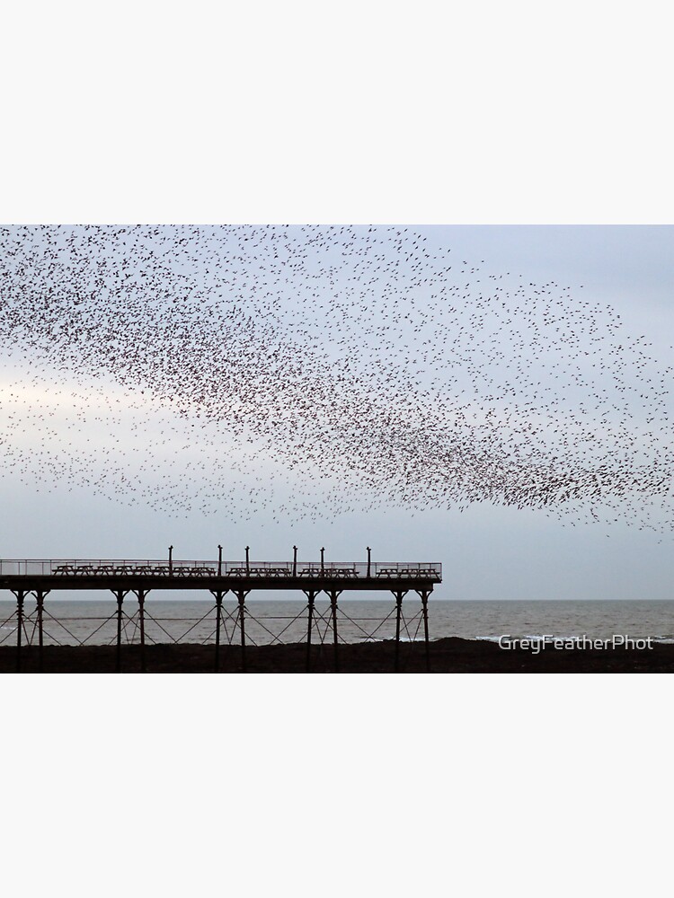 "Returning to roost" Sticker for Sale by GreyFeatherPhot | Redbubble