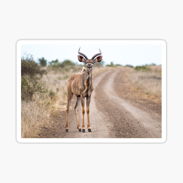 "Kudu Antelope on Road - Krüger National Park, South Africa" Sticker by ...
