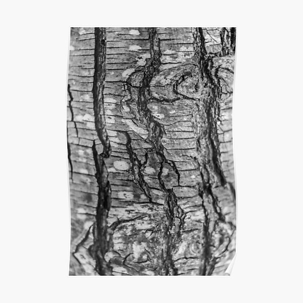 "Tree Bark" Poster by Godzillafreak00 | Redbubble