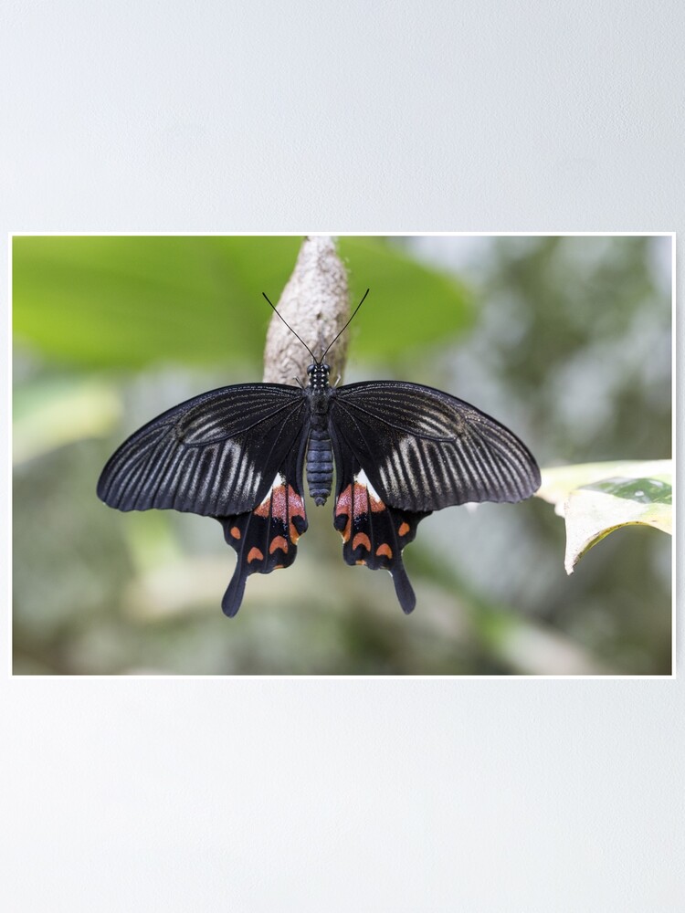 "Black butterfly" Poster for Sale by pietrofoto | Redbubble