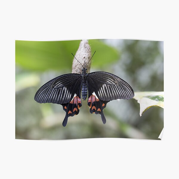 "Black butterfly" Poster for Sale by pietrofoto | Redbubble