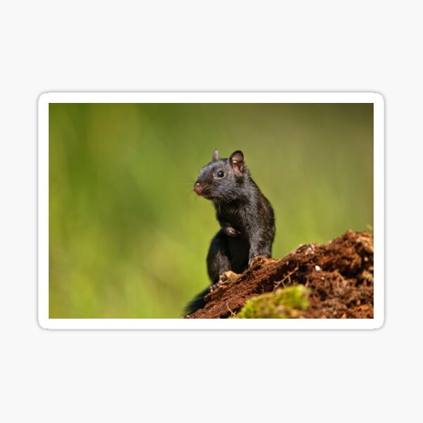 "Black Chipmunk" Sticker for Sale by jaydee1400 | Redbubble