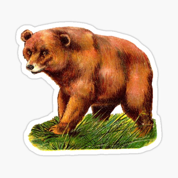 "Brown Bear" Sticker by moodyskool | Redbubble
