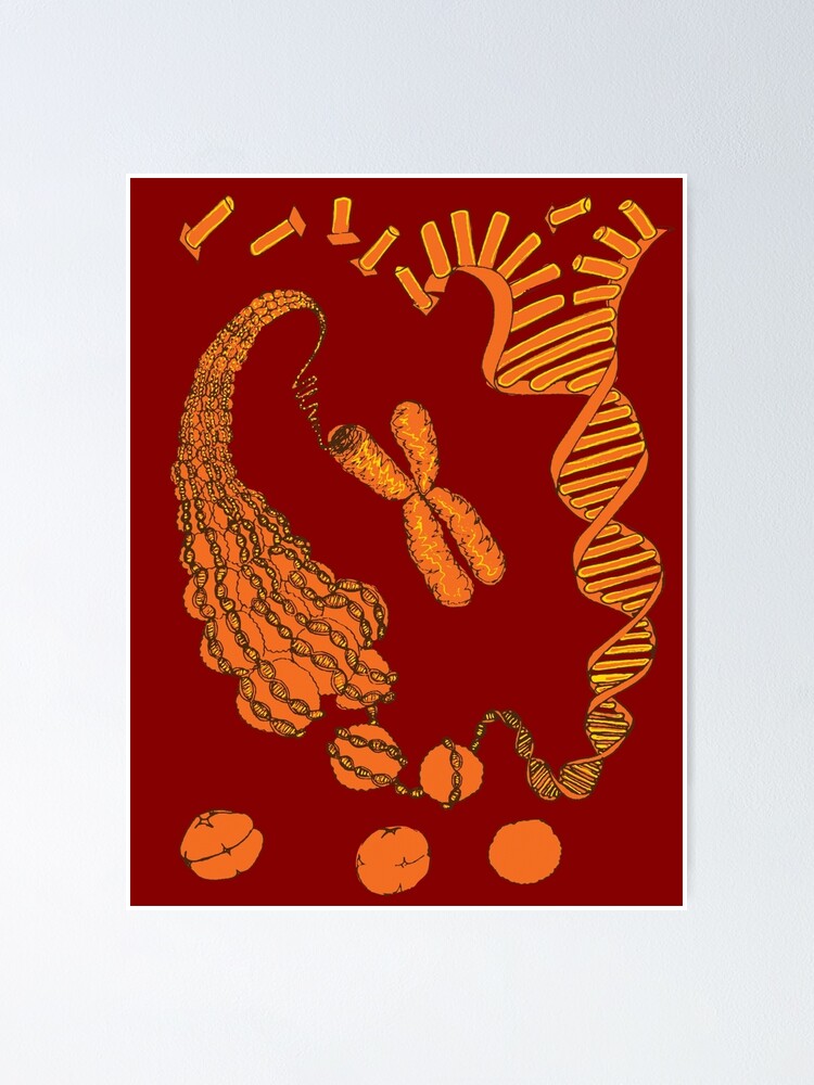 "Chromatin Structure" Poster by vividbiology | Redbubble
