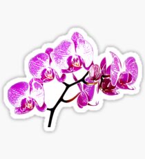 Orchid Stickers | Redbubble