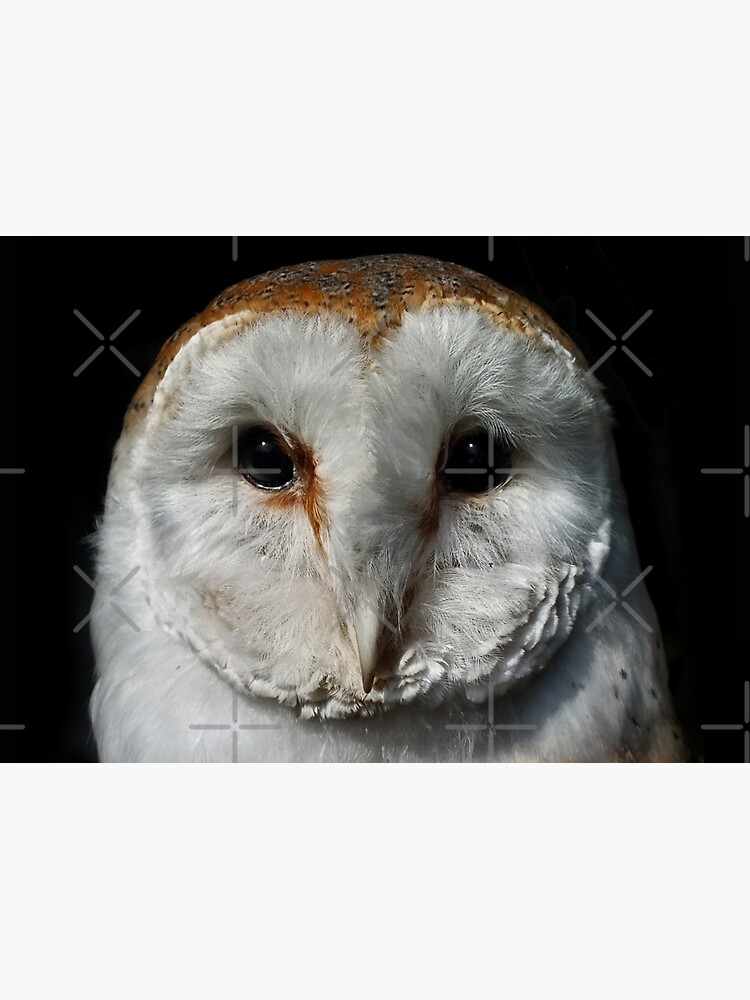 "Barnie" Sticker for Sale by Yampimon | Redbubble