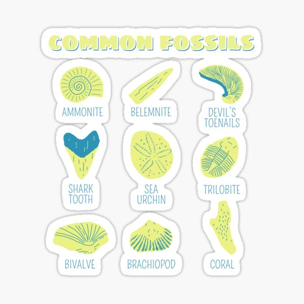 "Common Fossil Collection Gift For Fossil Hunters And Paleontologists ...