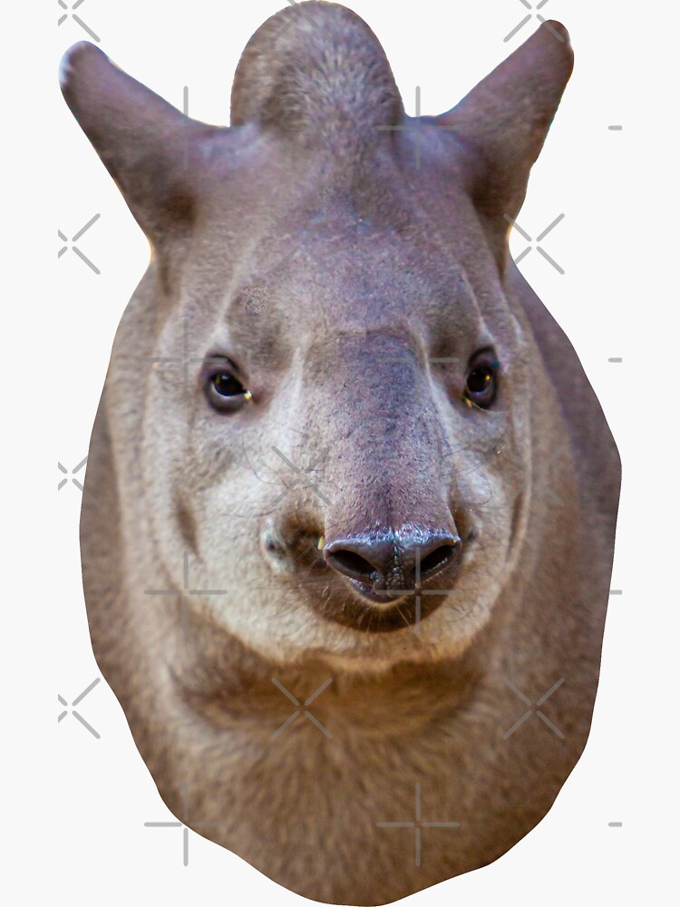 "Brazilian Tapir" Sticker for Sale by Dalyn | Redbubble