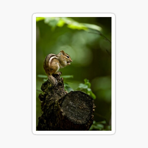 "Chipmunk" Sticker by jaydee1400 | Redbubble