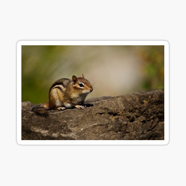 "Chipmunk" Sticker for Sale by jaydee1400 | Redbubble