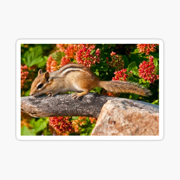 "Chipmunk" Sticker by jaydee1400 | Redbubble