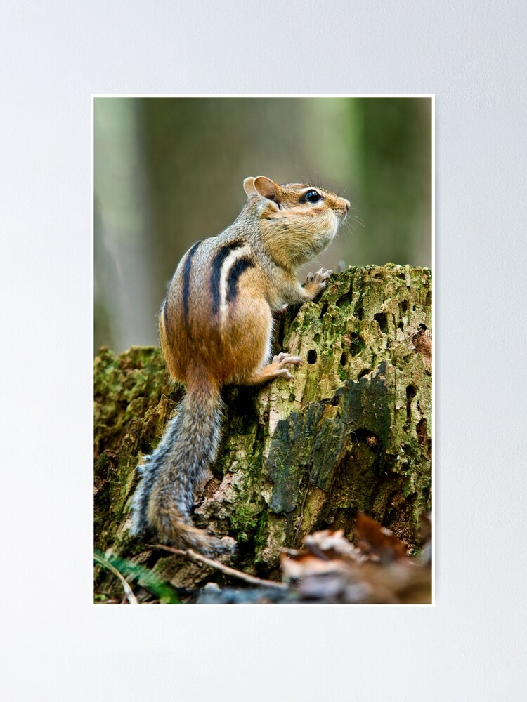 "Chipmunk" Poster for Sale by jaydee1400 | Redbubble