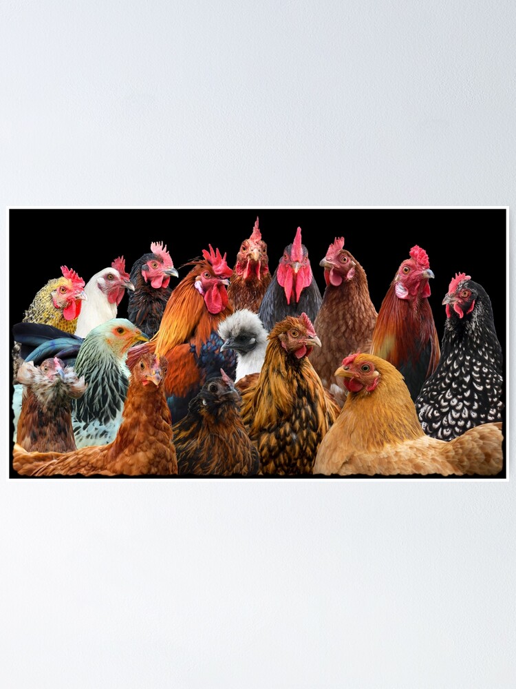 "Hens and Roosters Collage, schöne Hühner, die viel zu süß aussehen ...