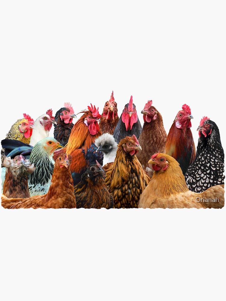 "Hens and Roosters collage, beautiful chickens looking way too cute ...